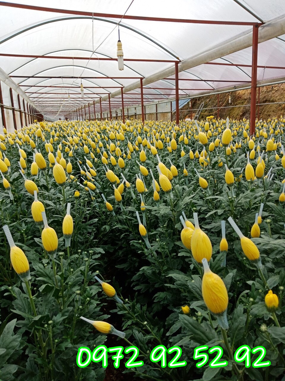 hoa cúc đà lạt giá sỉ - Đặc Sản Đà Lạt 49