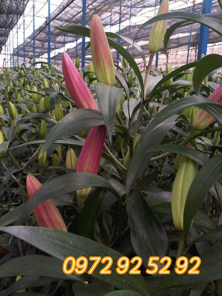 Hoa ly đà lạt giá sỉ - Đặc Sản Đà Lạt 49