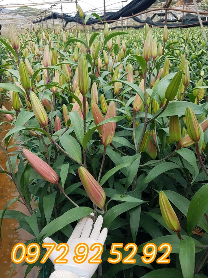 Hoa ly đà lạt giá sỉ - Đặc Sản Đà Lạt 49