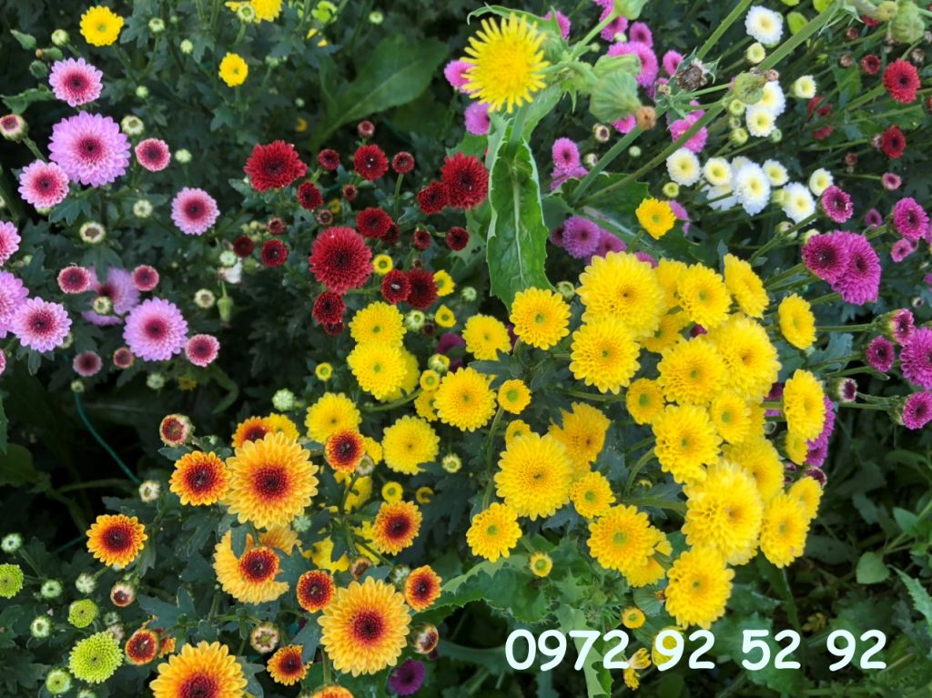 Hoa cúc calimero - Hoa đà lạt giá sỉ tại vườn - Đặc Sản Đà Lạt 49
