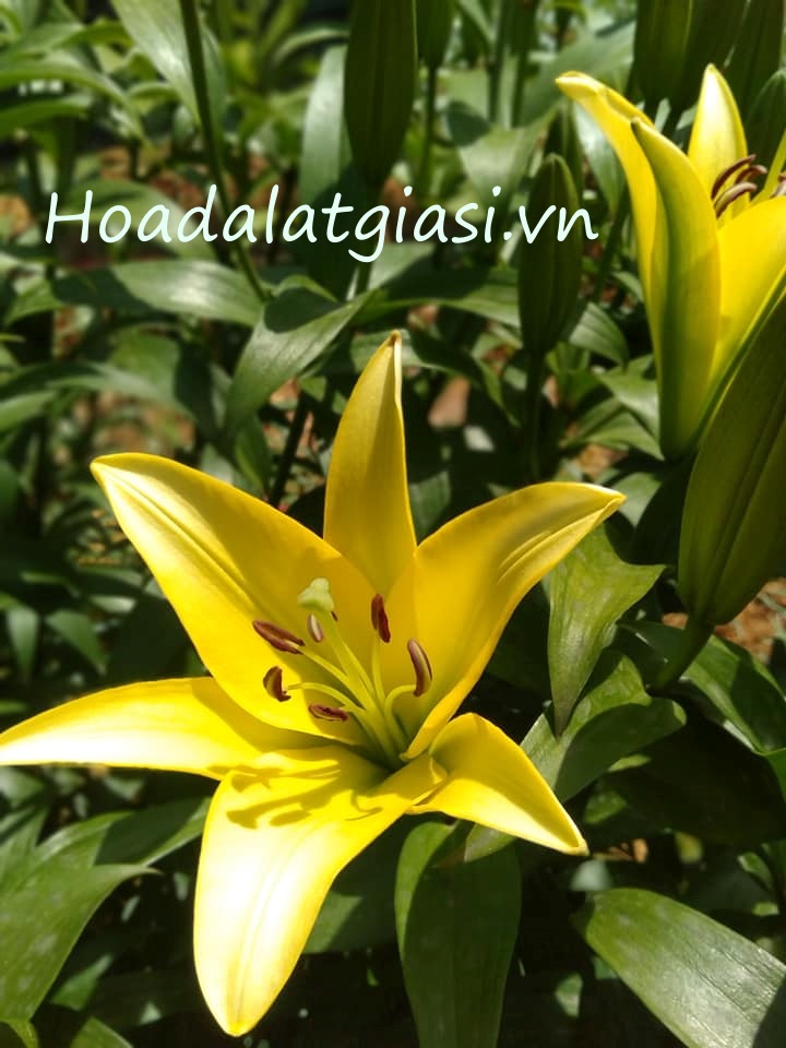 Giá sỉ hoa ly đà lạt tết 2021 - Đặc Sản Đà Lạt 49