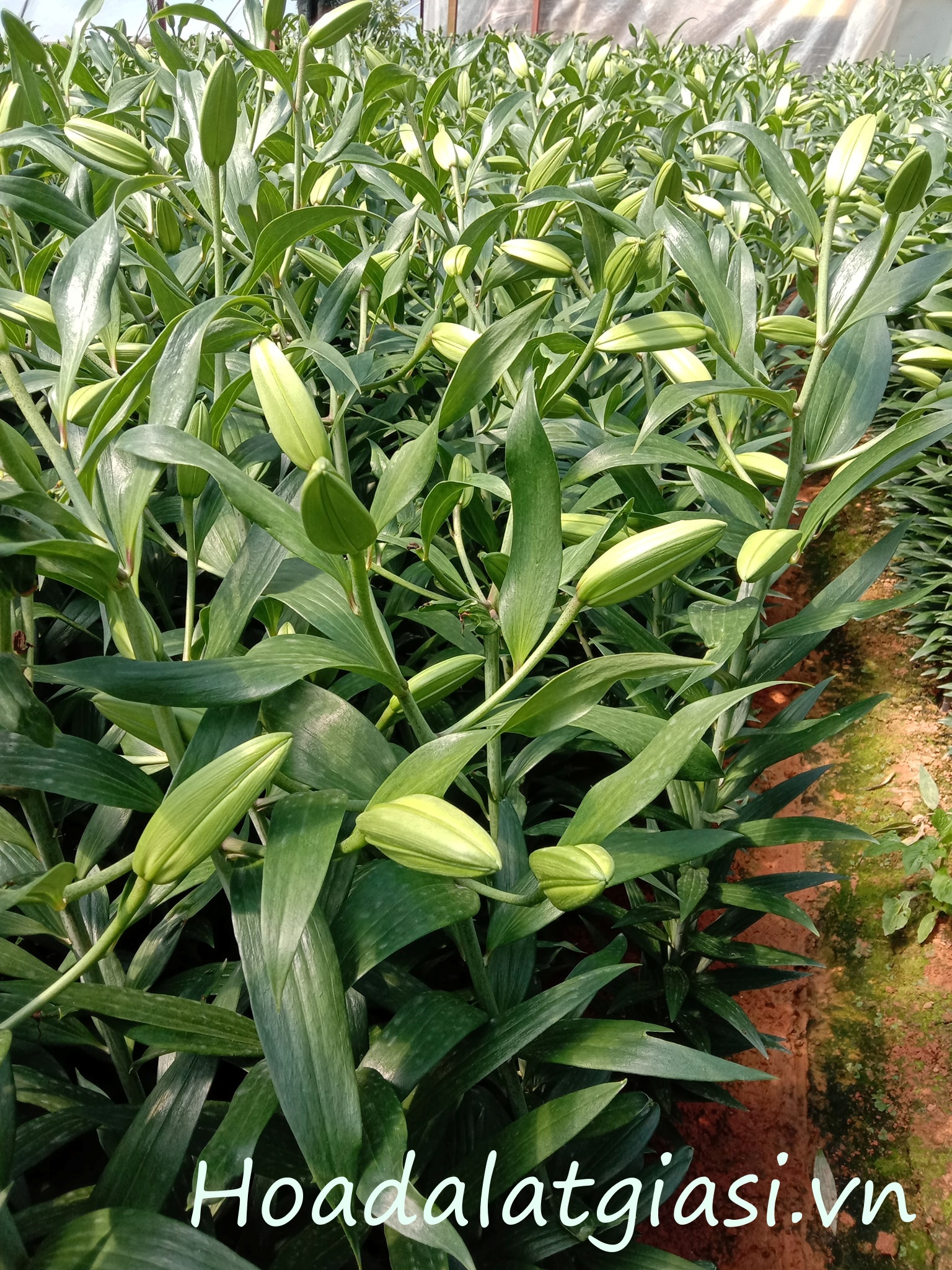 Hoa ly đà lạt tết 2021 giá sỉ - Đặc Sản Đà Lạt 49