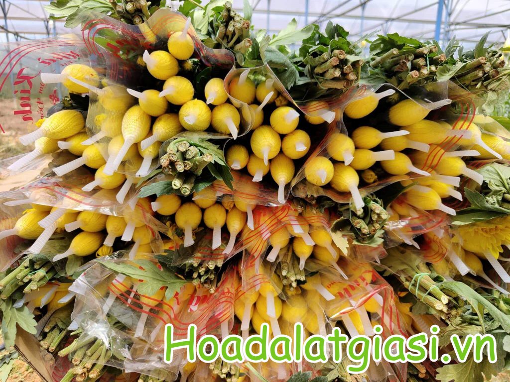 Địa chỉ cung cấp hoa cúc đà lạt tết 2023 giá sỉ - Đặc Sản Đà Lạt 49