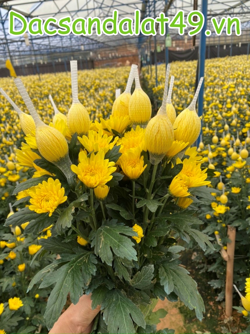 Nhận chốt đơn hoa cúc đà lạt tết 2023 giá sỉ - Đặc Sản Đà Lạt 49
